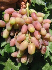 Виноград Виктор | Сорт винограда Виктор | vinograd.cc