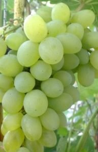 Виноград Долгожданный. Сорт винограда Долгожданный | vinograd.cc
