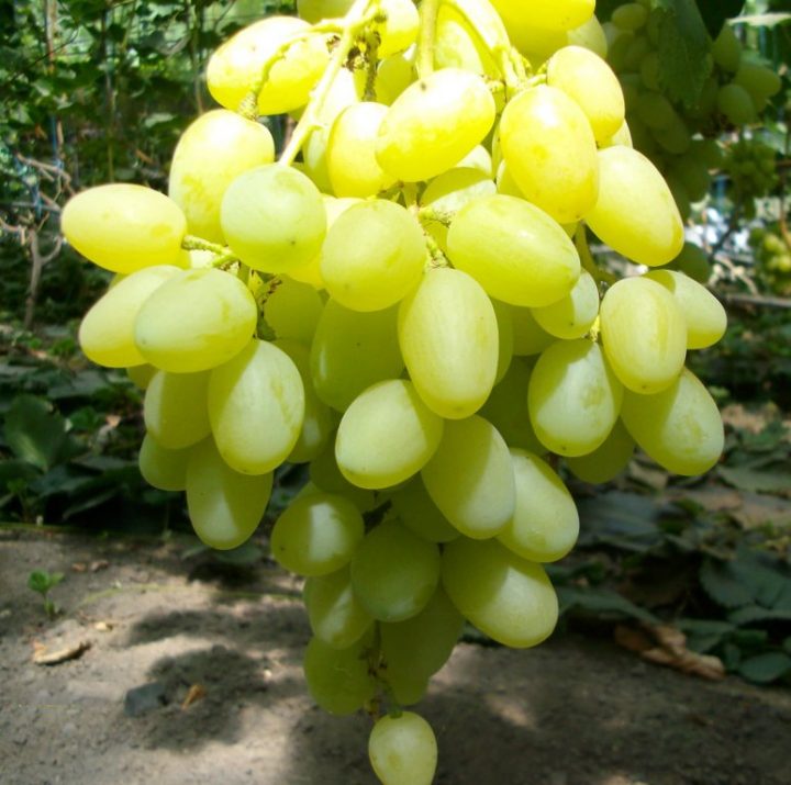 Виноград Ландыш — VINOGRAD.CC